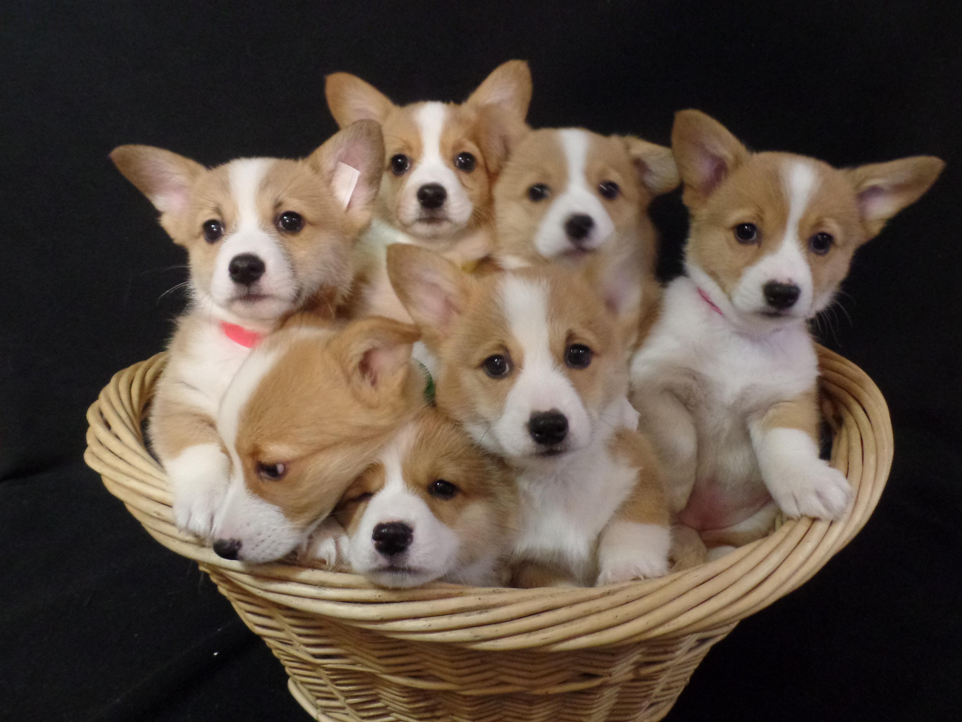 Foxfurewe Corgis in New York | Pembroke Welsh Corgi puppies | Good Dog