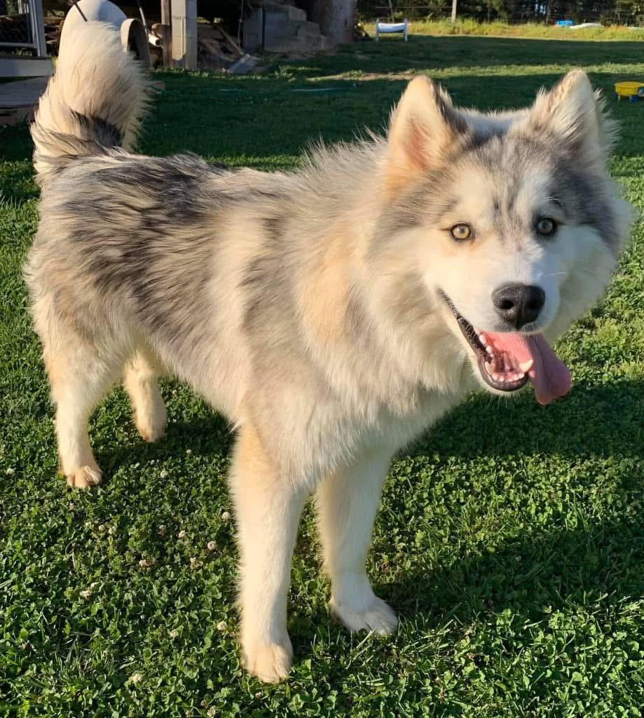 Davis Family Siberian Huskies in South Carolina | Siberian Husky ...
