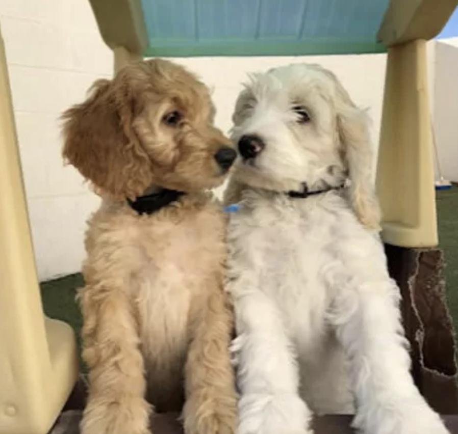 Periwinkle Pups in Michigan | Assorted Doodle Crosses puppies | Good Dog