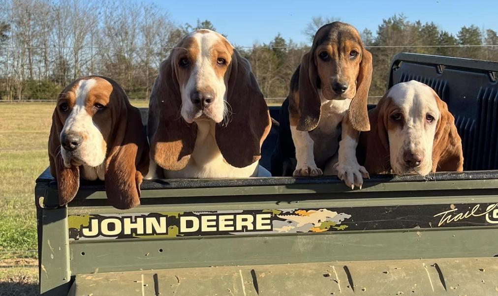 K&B Farms & Bassets in North Carolina | Basset Hound puppies | Good Dog