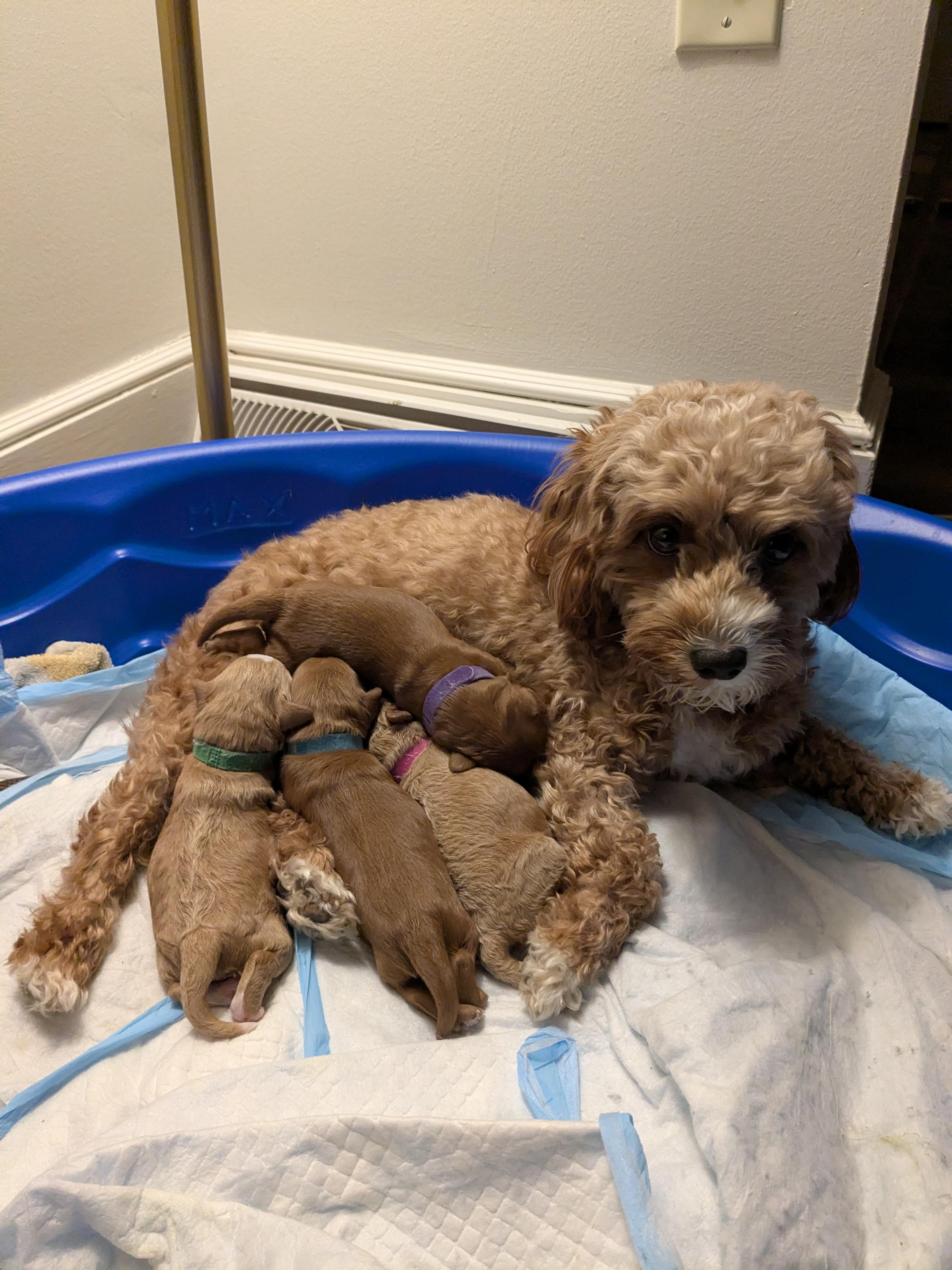 Emily's Cockapoos in Pennsylvania | Cockapoo puppies | Good Dog