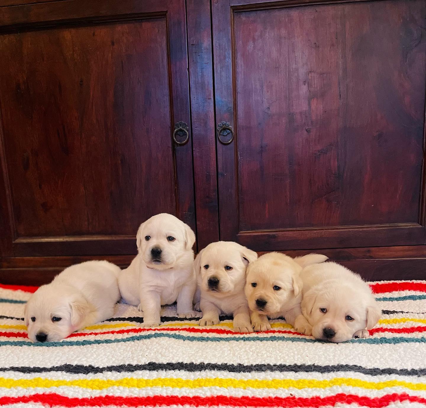 Sugarpine Labradors in California | Labrador Retriever puppies | Good Dog