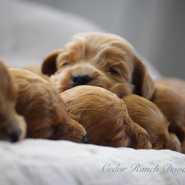 Cedar Ranch in Texas | Cockapoo puppies | Good Dog
