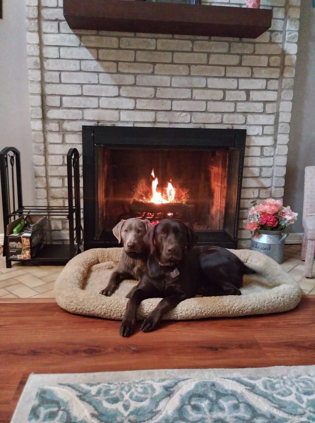 Longoria's Labrador Retrievers in Texas | Dilute Retriever puppies ...