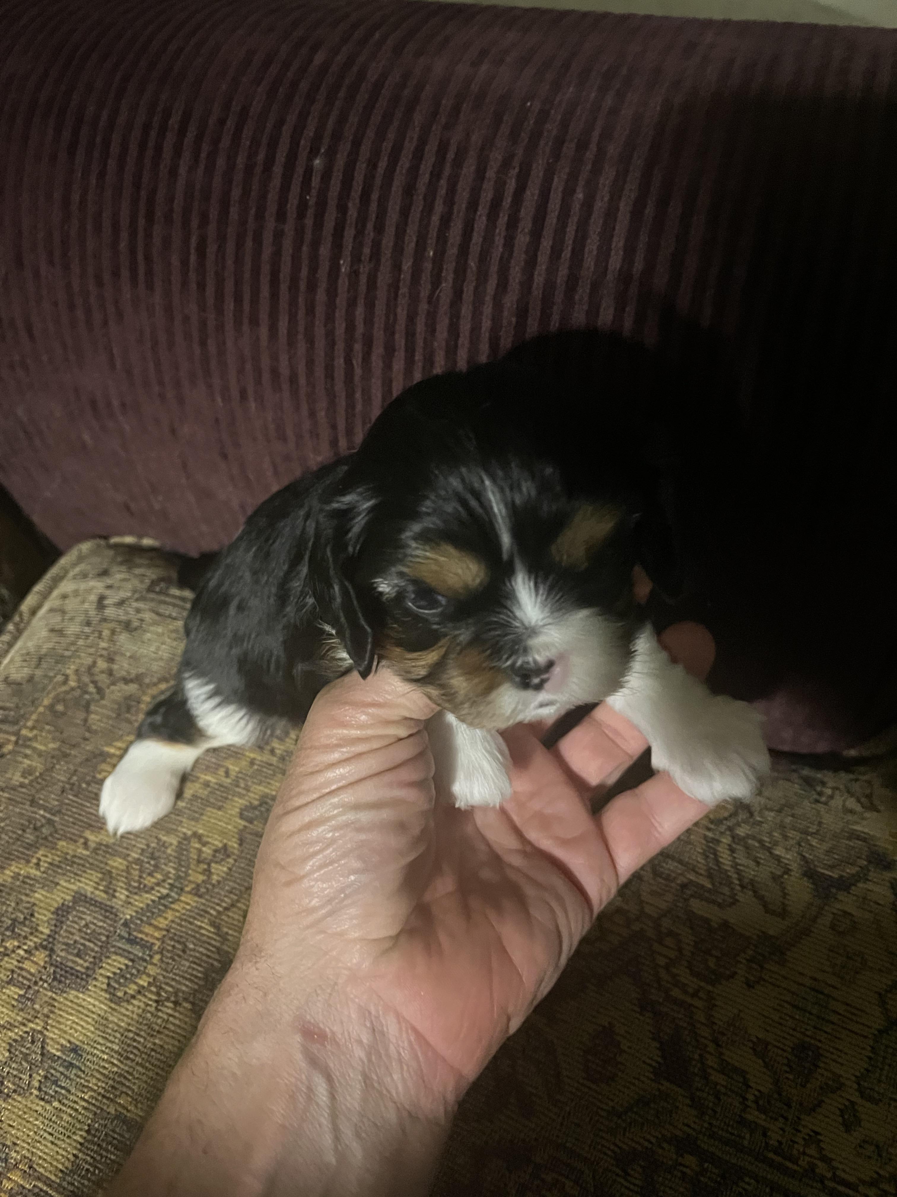 Summer Cavaliers in Michigan | Cavalier King Charles Spaniel puppies ...