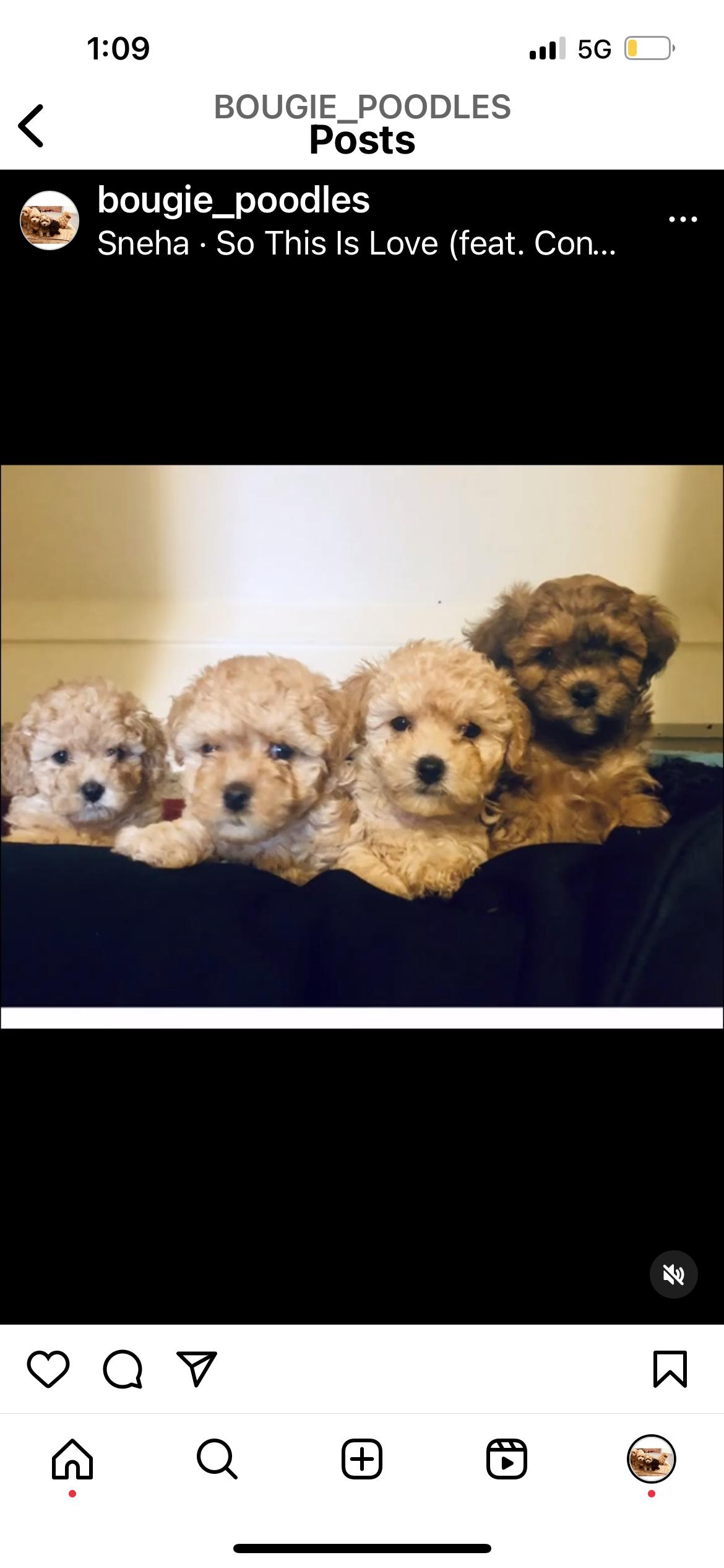 Cheri Webb's Shihpoos in California | Shihpoo puppies | Good Dog