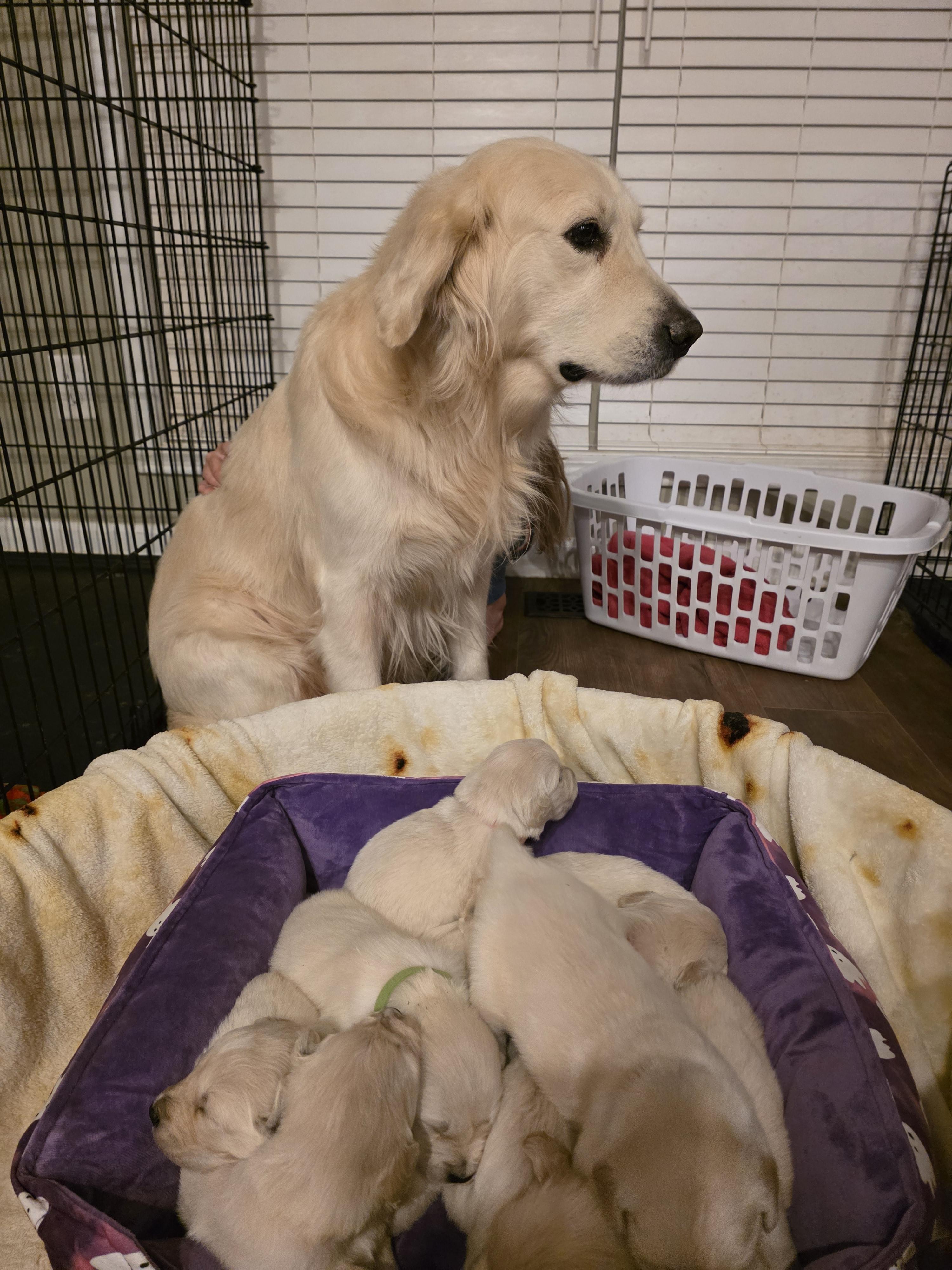 255 Goldens in Tennessee | Golden Retriever puppies | Good Dog