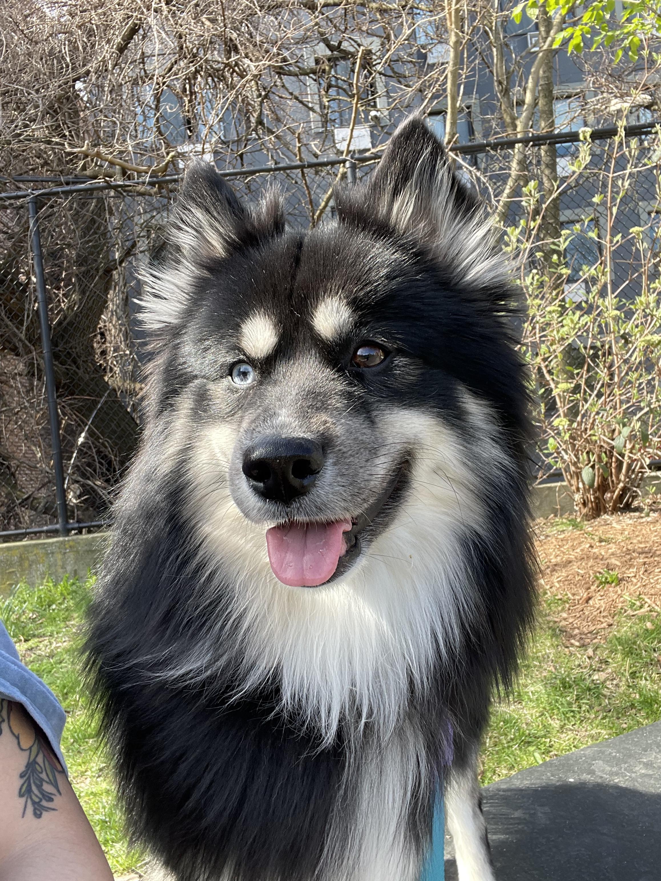 Urban Sky Kennel in New York | Pomsky puppies | Good Dog