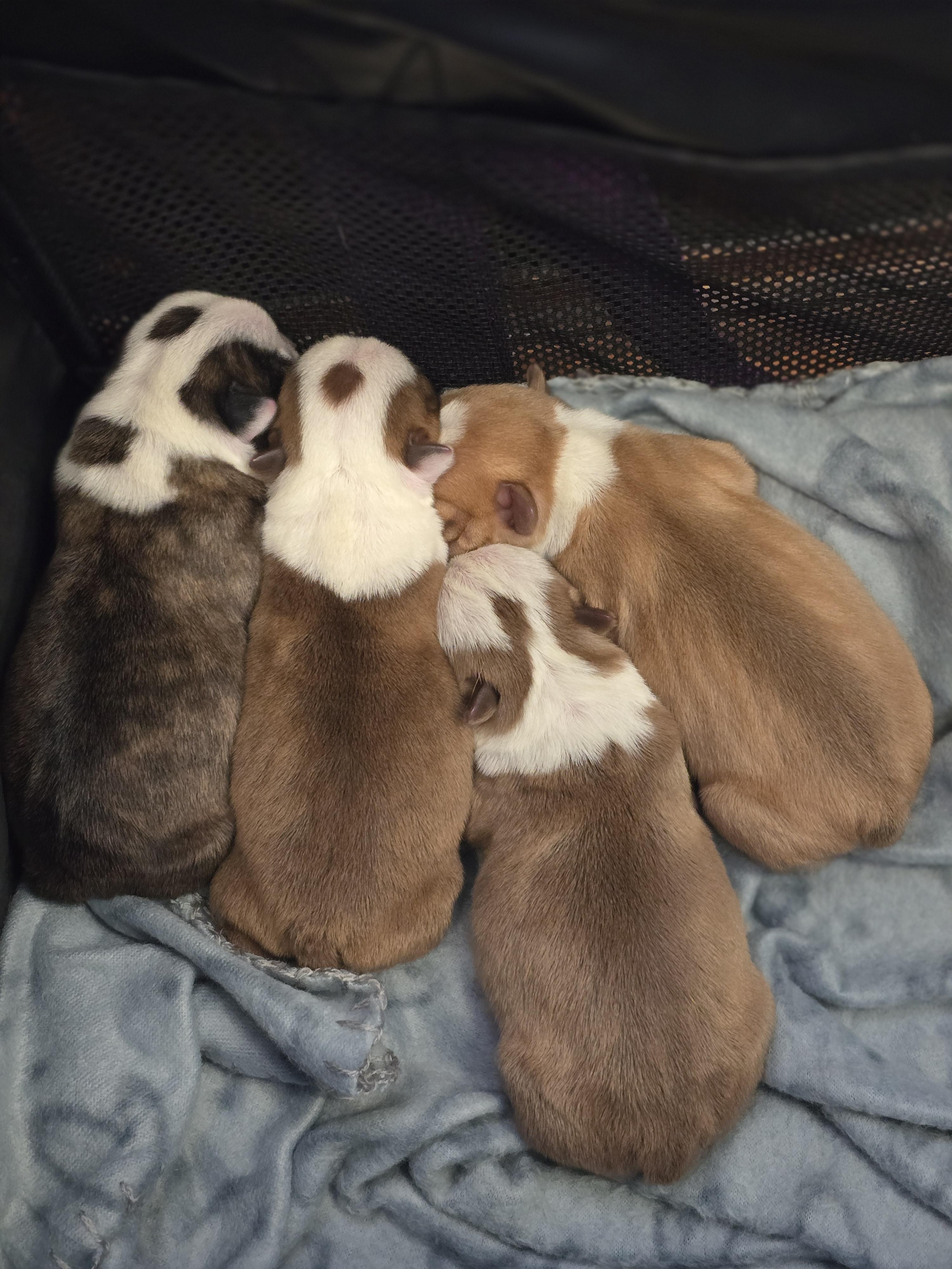 Emerald Moon Bostons in Texas | Boston Terrier puppies | Good Dog