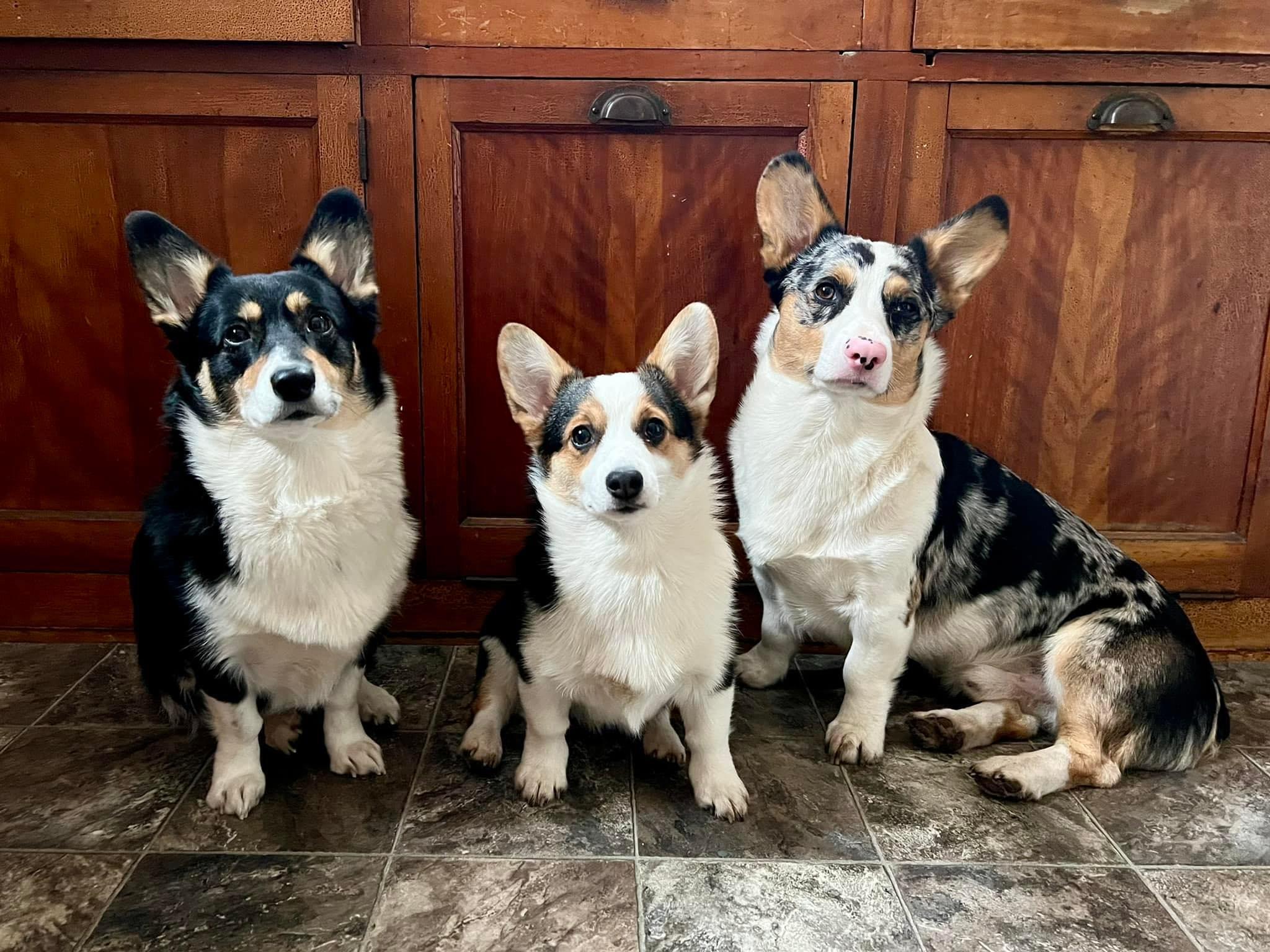 Key Largo Corgis in Wisconsin | American Corgi puppies | Good Dog