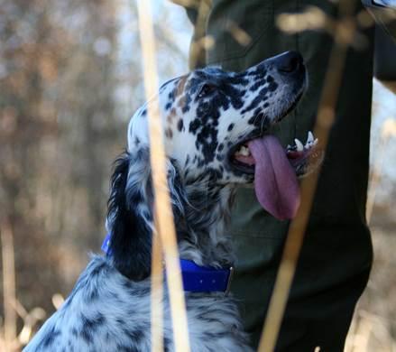 Classic Setters in Missouri | English Setter puppies | Good Dog