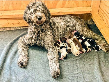 County Line Kennels in North Carolina | Bernedoodle and Labradoodle ...