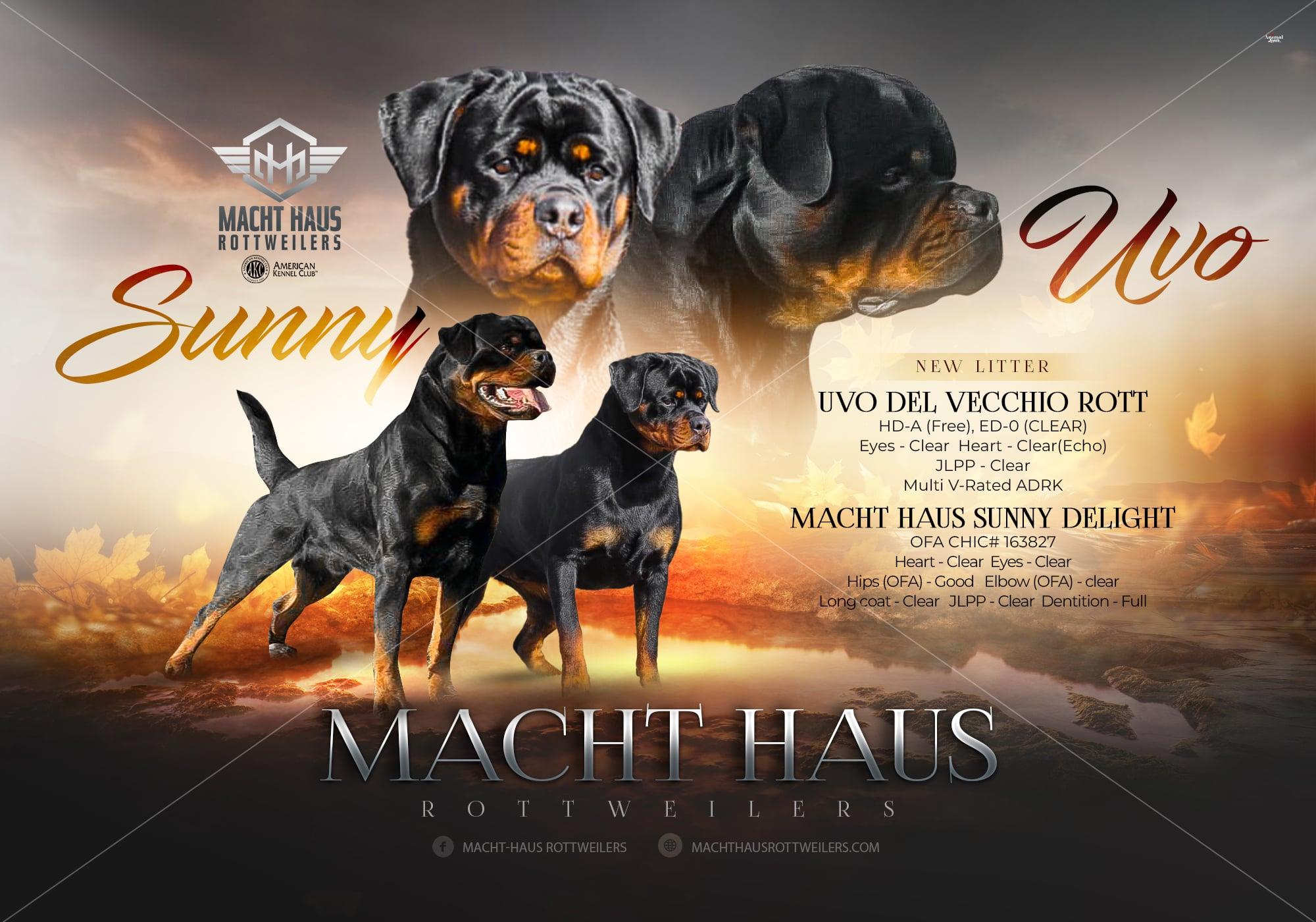 Macht Haus Rottweilers in Florida | Rottweiler puppies | Good Dog