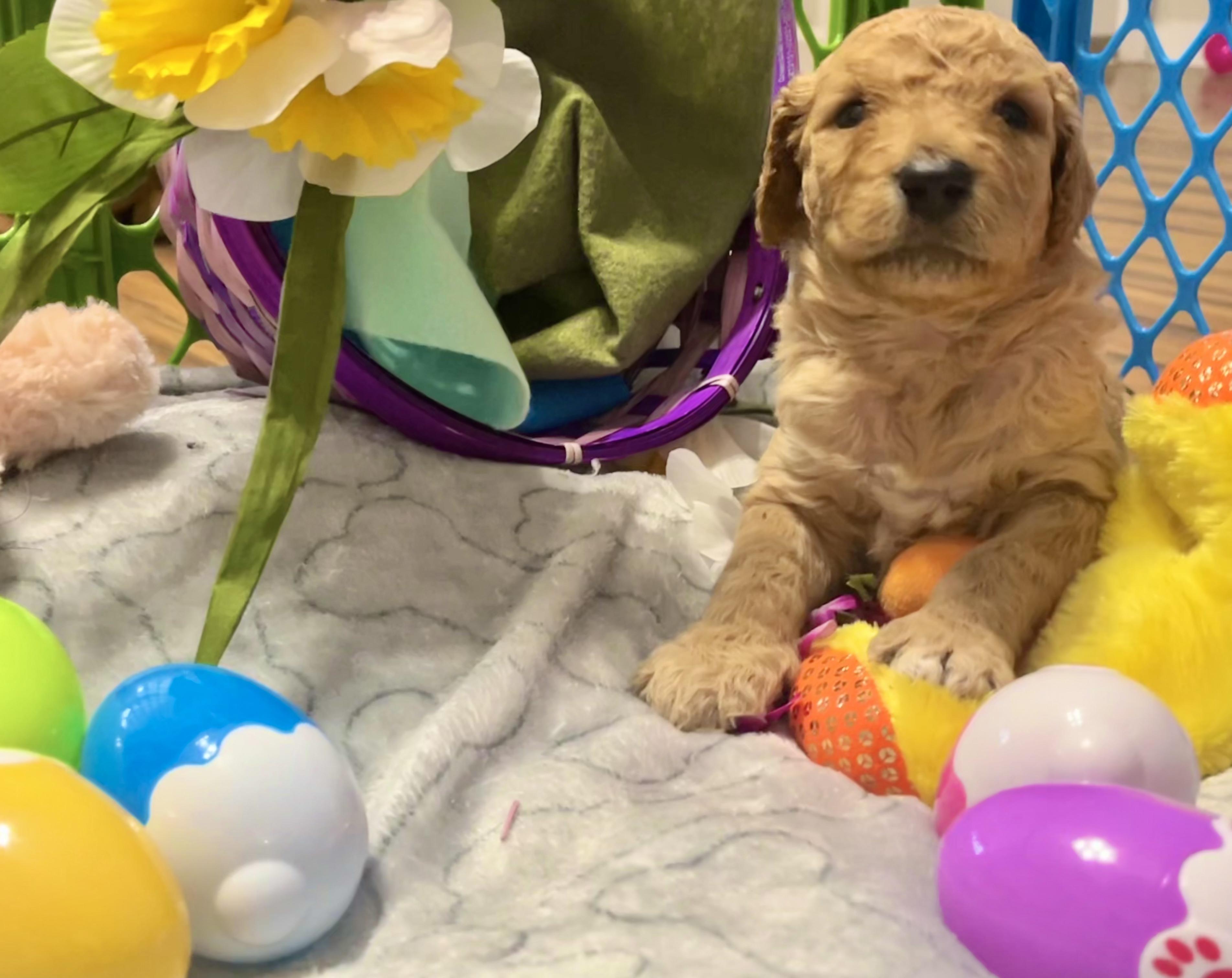 Polly Wally Poodles and Doodles in North Carolina | Goldendoodle and ...