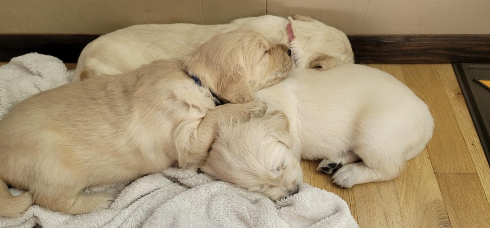 Evergreen Goldens in Colorado | Golden Retriever puppies | Good Dog