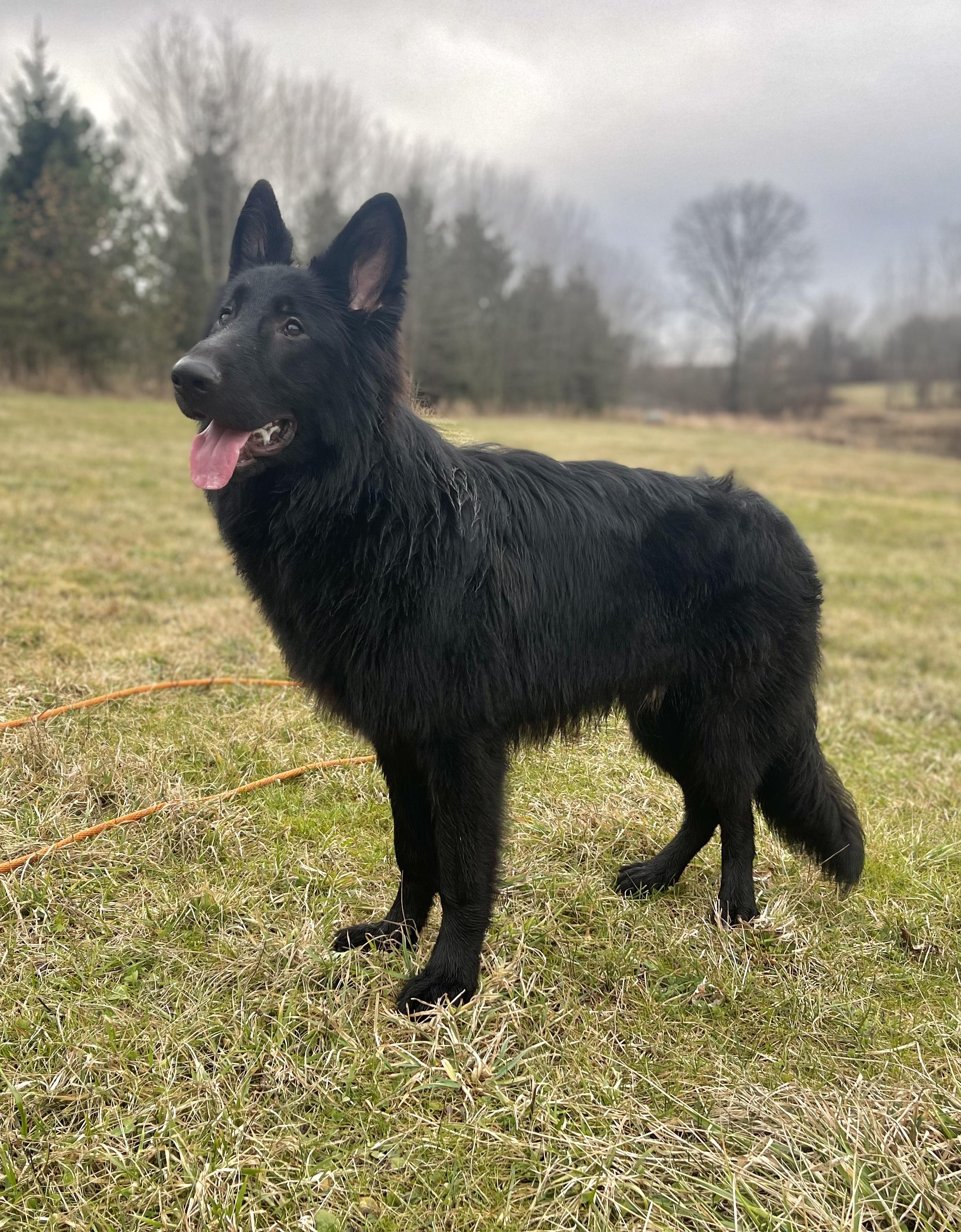 Aus Hütehunde German Shepherds in Wisconsin | German Shepherd puppies ...