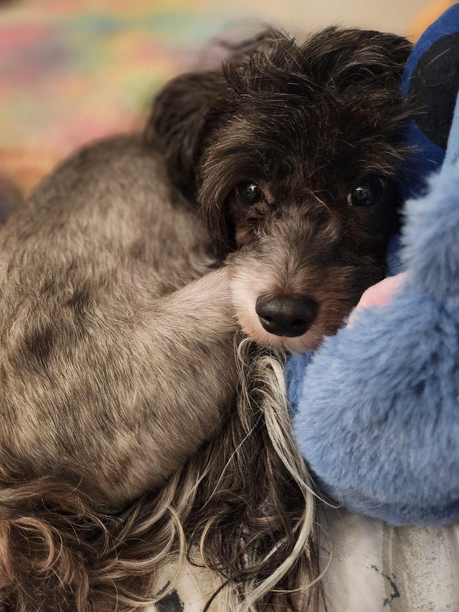 Charming Cresteds Kennel in Texas | Chinese Crested and Pug puppies ...