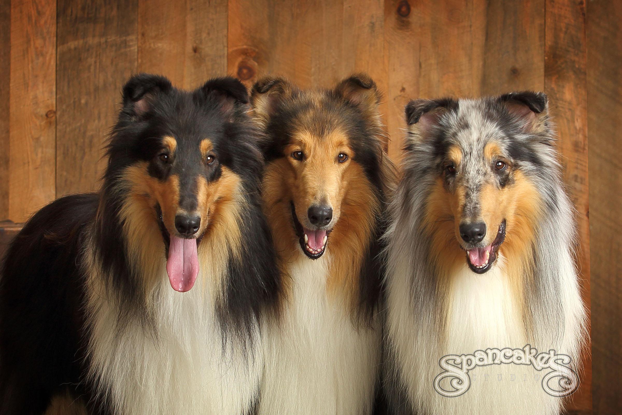Brookwood Collies, Smooth & Rough in Pennsylvania | Collie puppies ...
