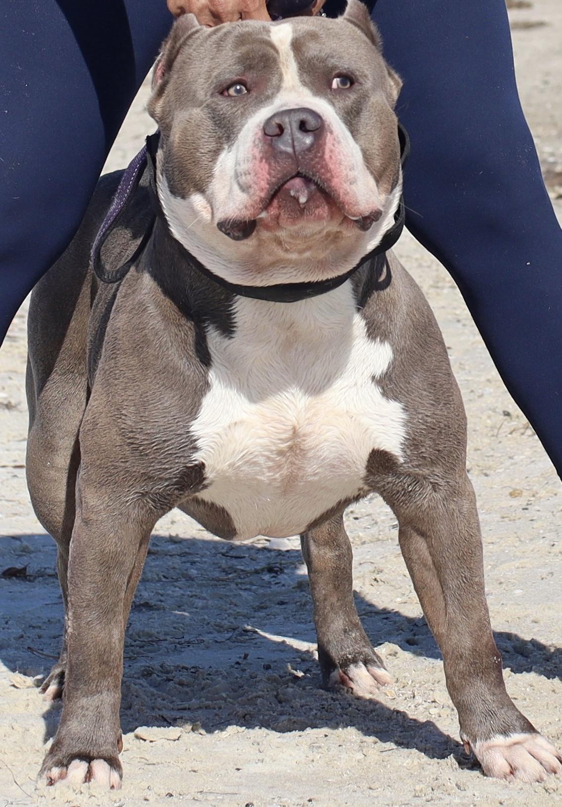 Major League Kanines in Florida | American Bully puppies | Good Dog