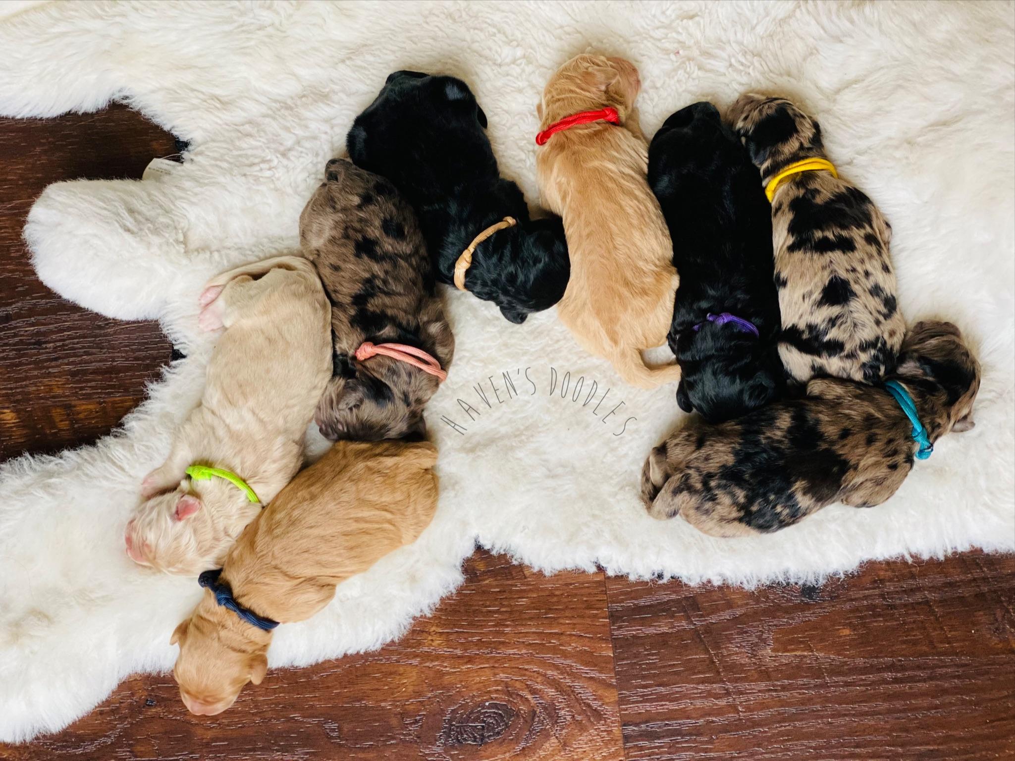 Winnie at Haven's Doodles in Virginia | Goldendoodle puppies | Good Dog