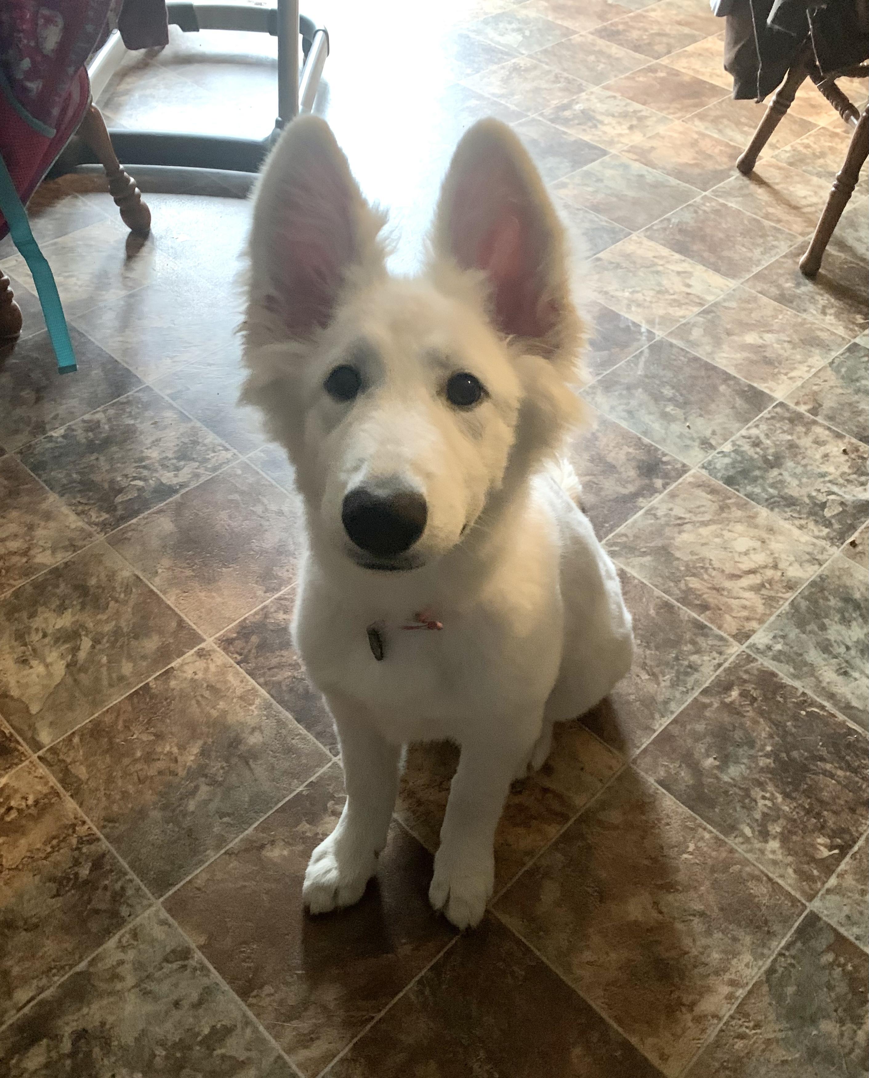 Clear Ridge German Shepherds in Pennsylvania | German Shepherd puppies ...