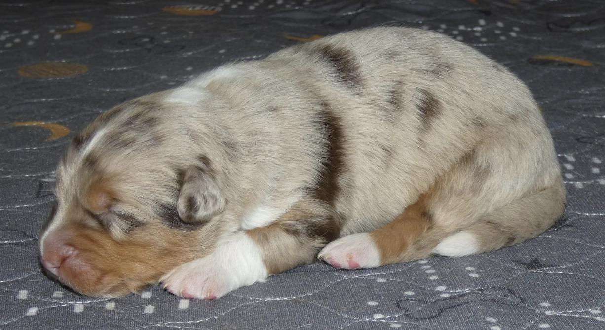 Noble Standard Australian Shepherds in Colorado | Australian Shepherd ...