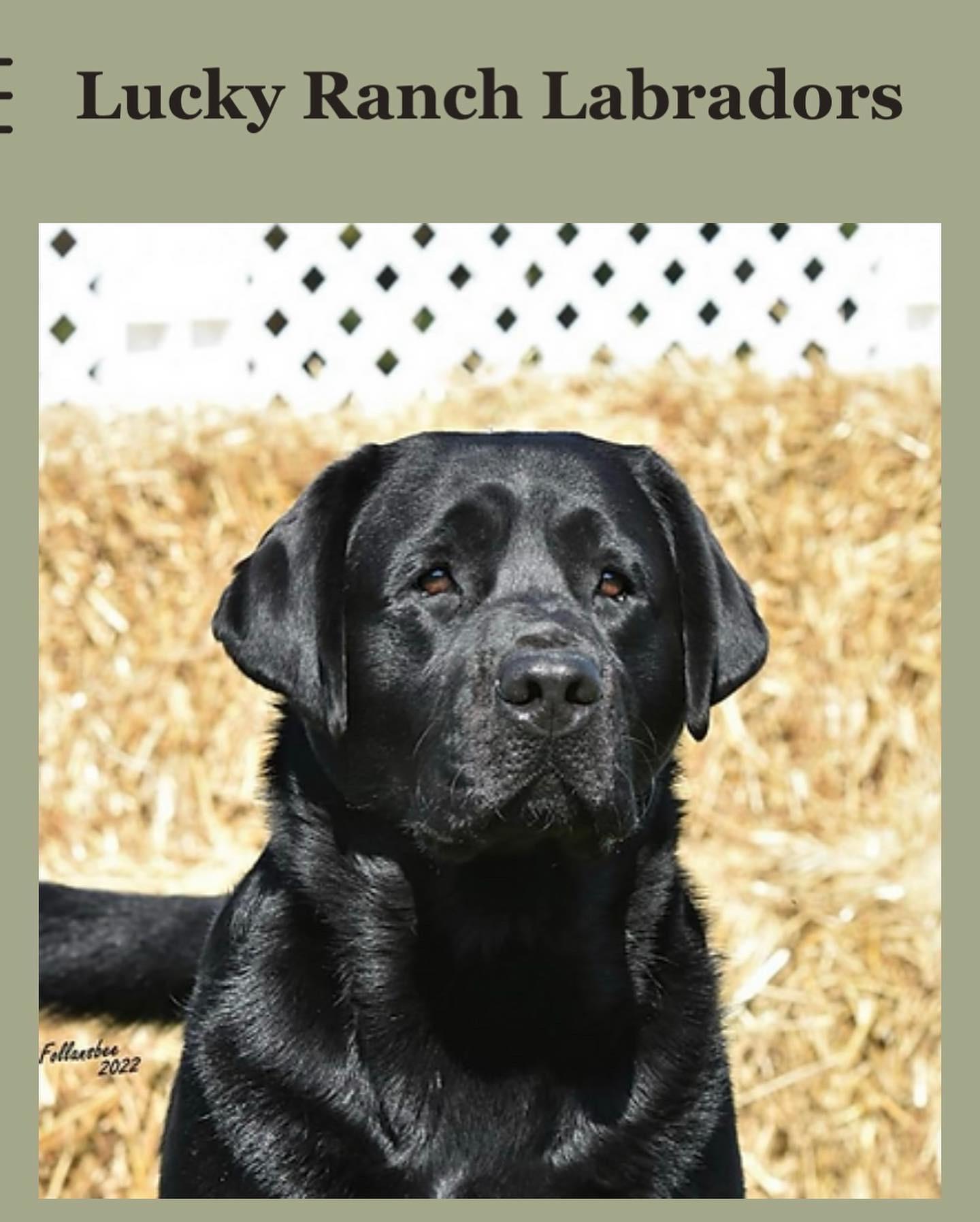 Lucky Ranch Labradors in Colorado | Labrador Retriever puppies | Good Dog