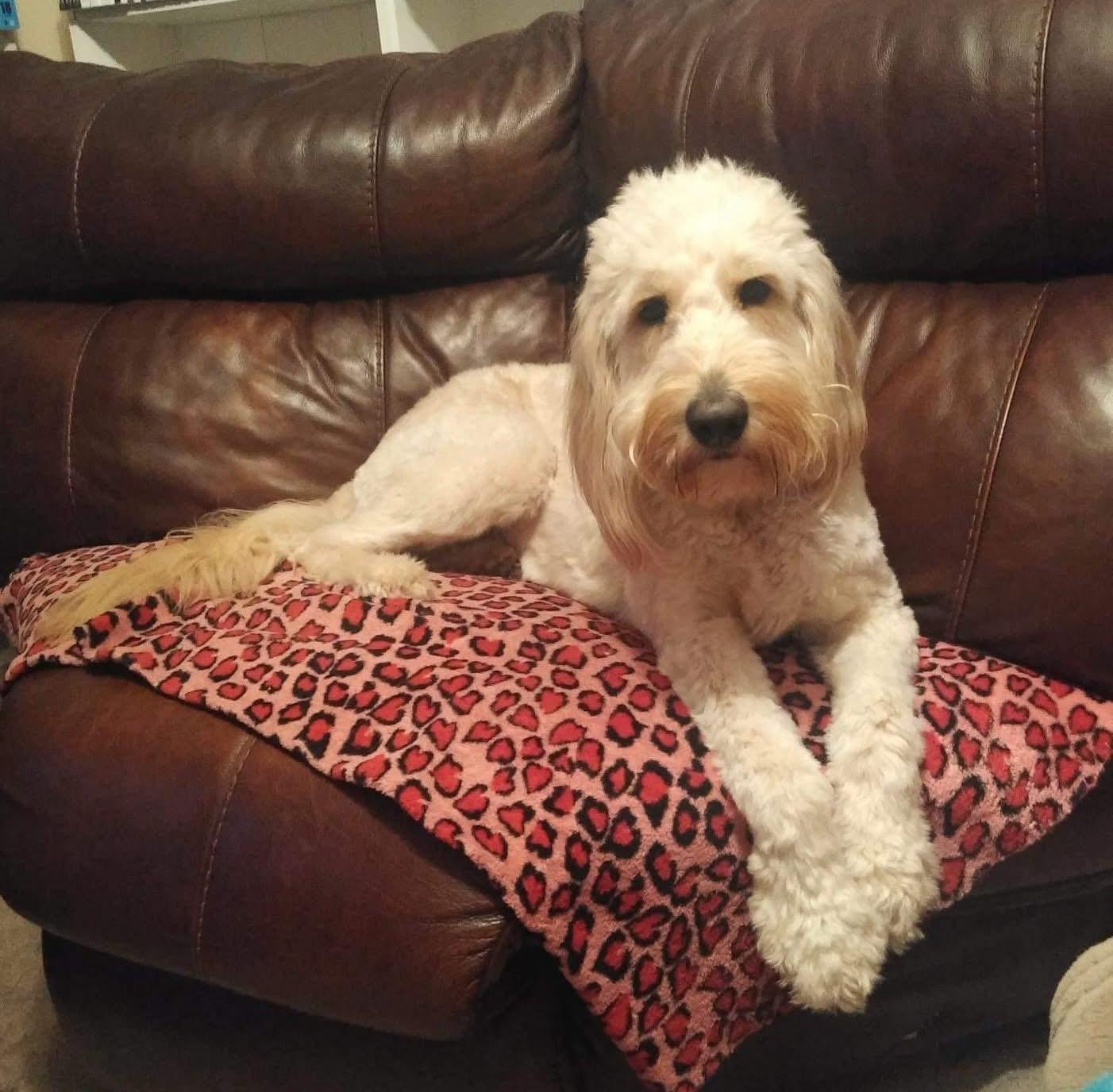 Georgetown designer and purebred puppies in Tennessee | Goldendoodle ...