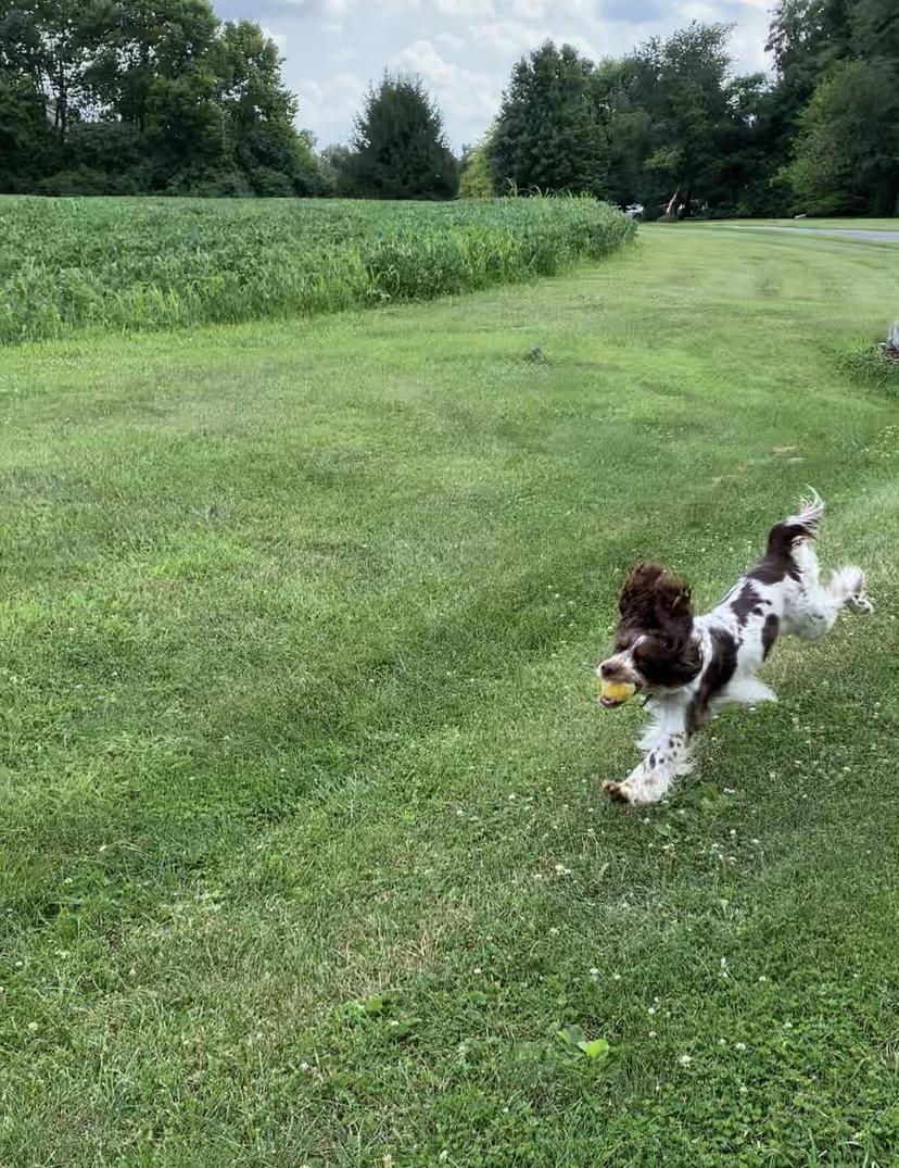 RoseMarie James Springer Spaniels in Ohio | English Springer Spaniel ...