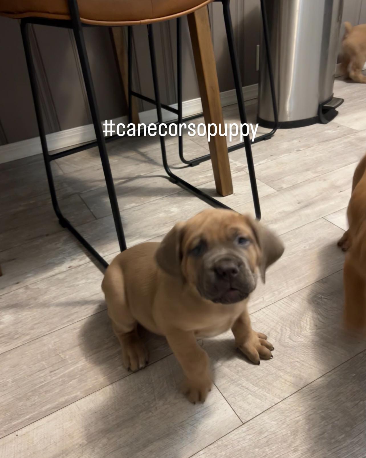Dash Biblical Corsos in New Jersey | Cane Corso puppies | Good Dog