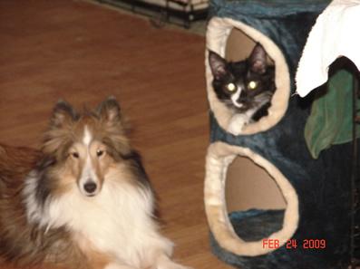 Canidae Shelties in Pennsylvania | Shetland Sheepdog puppies | Good Dog