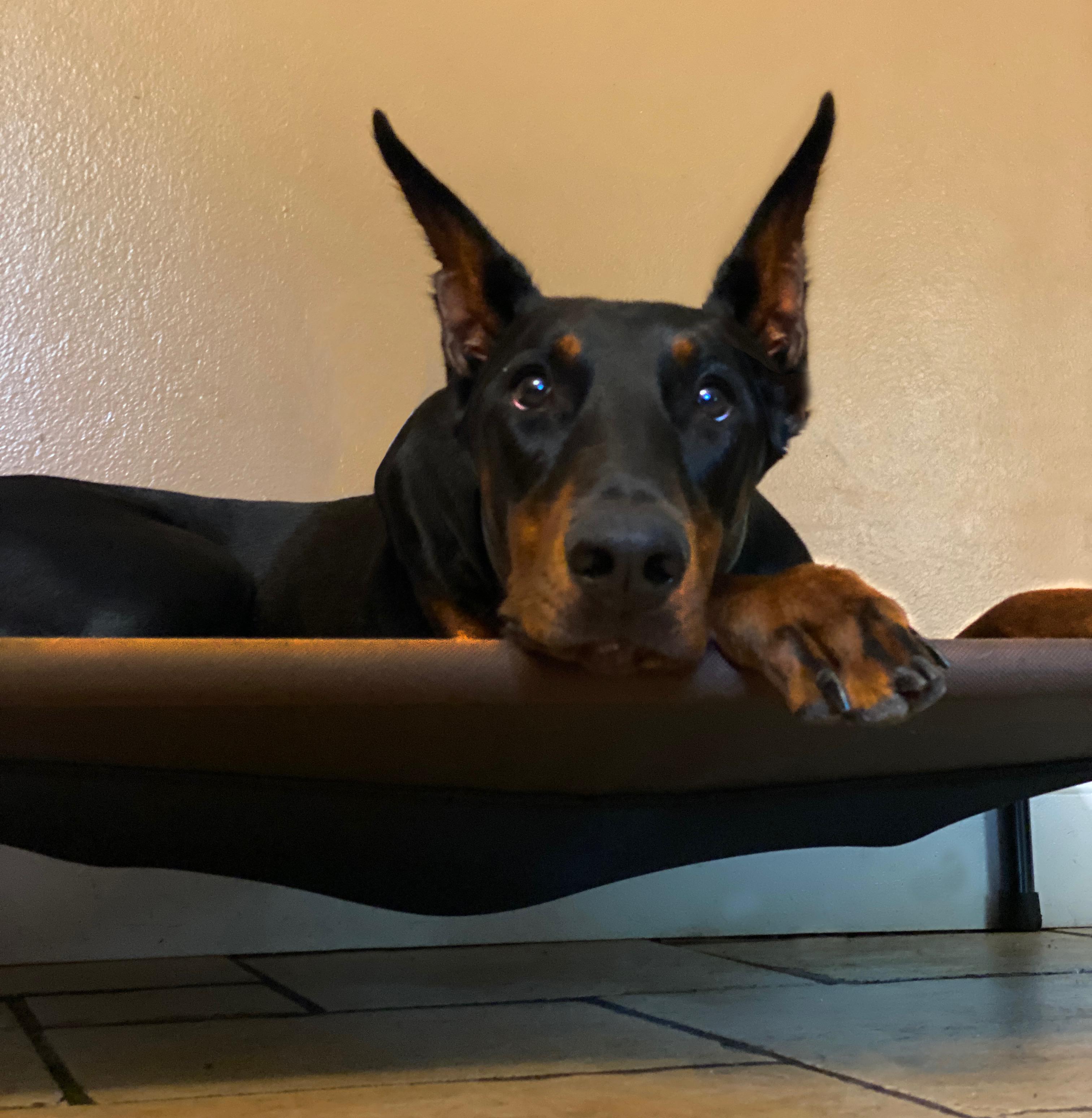 Love of Dobermans in Florida | Doberman Pinscher puppies | Good Dog