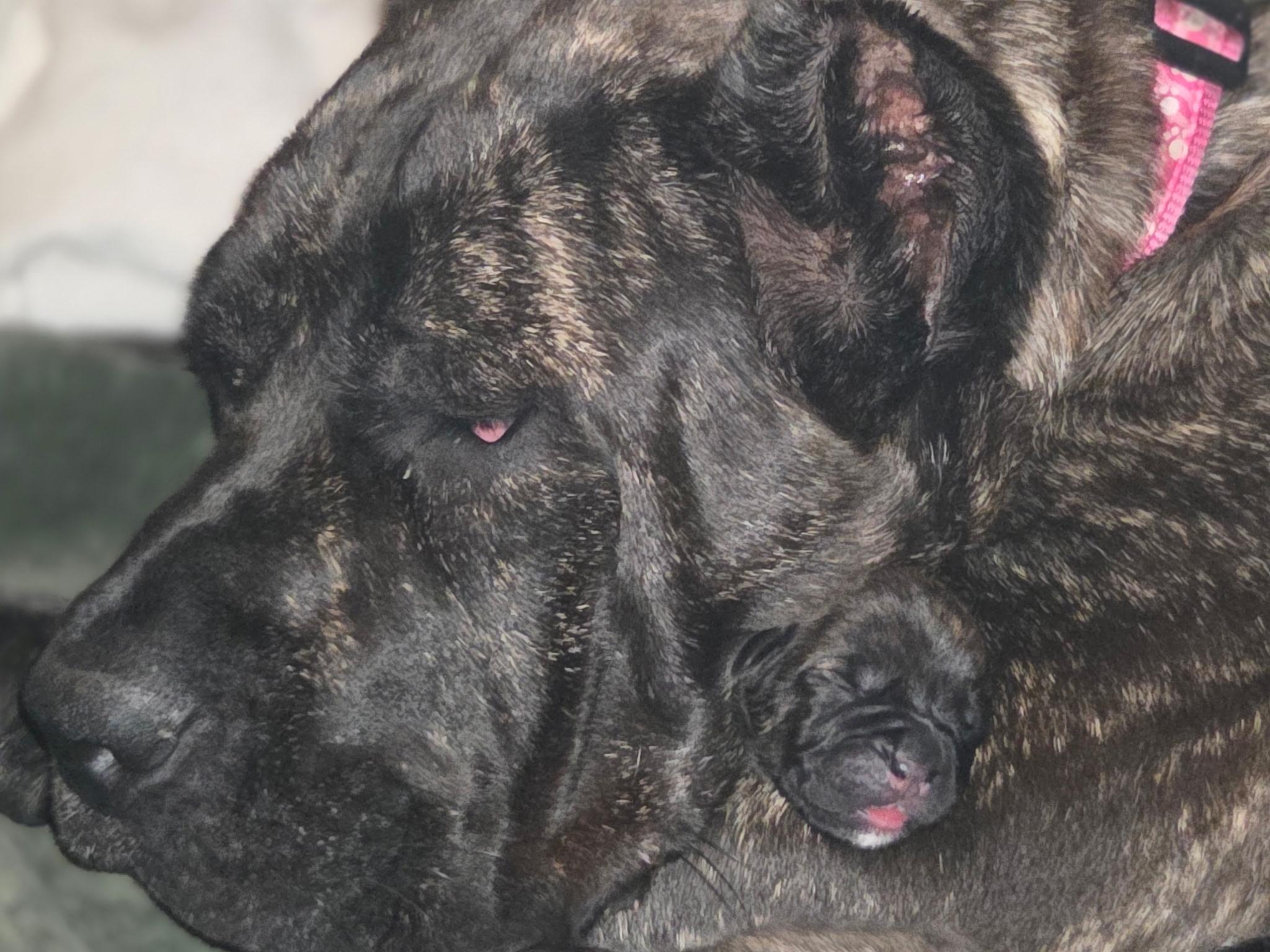 Titan Farms in Michigan | Cane Corso puppies | Good Dog