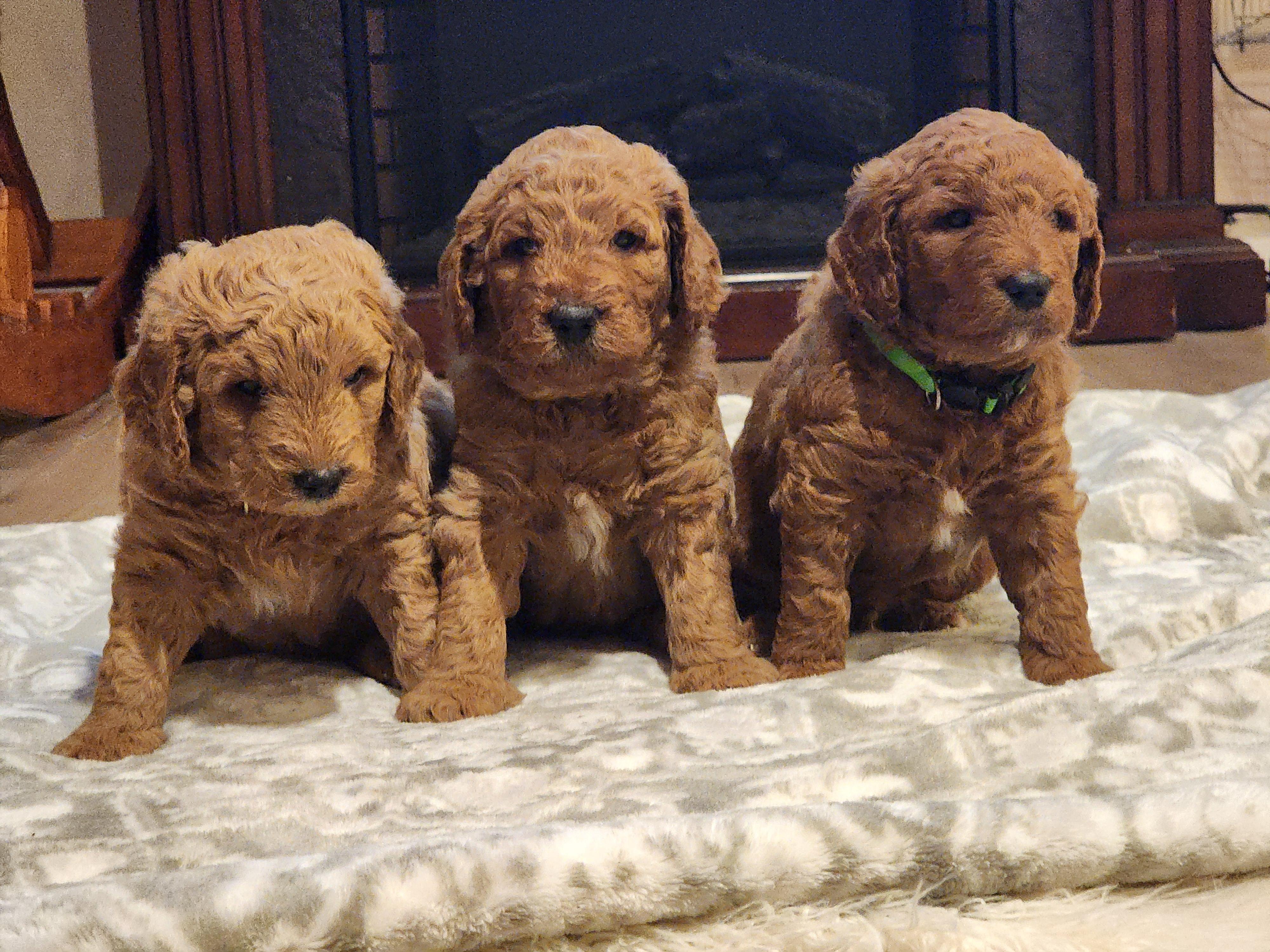 Evergrace Farm Doodles in Florida | Goldendoodle puppies | Good Dog