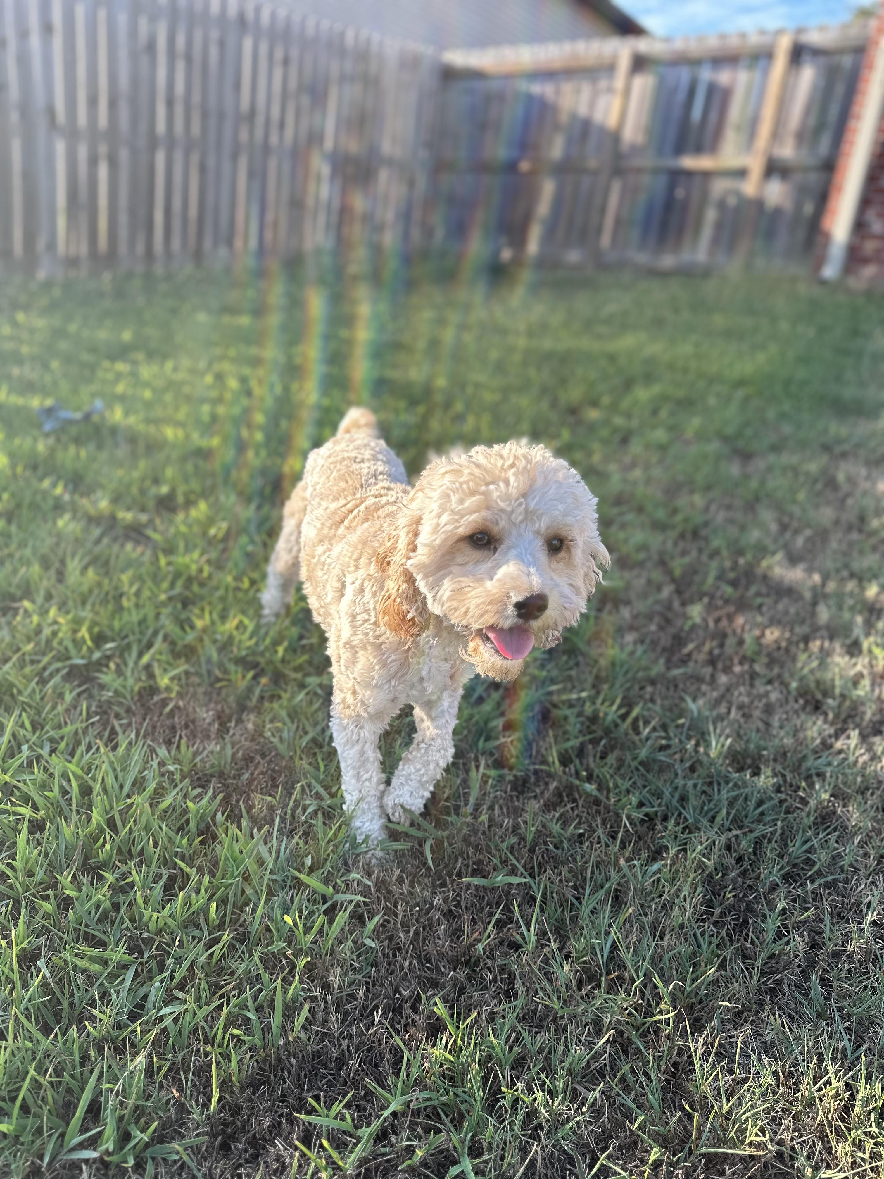 Royal Poos in Arkansas | Cavapoo puppies | Good Dog