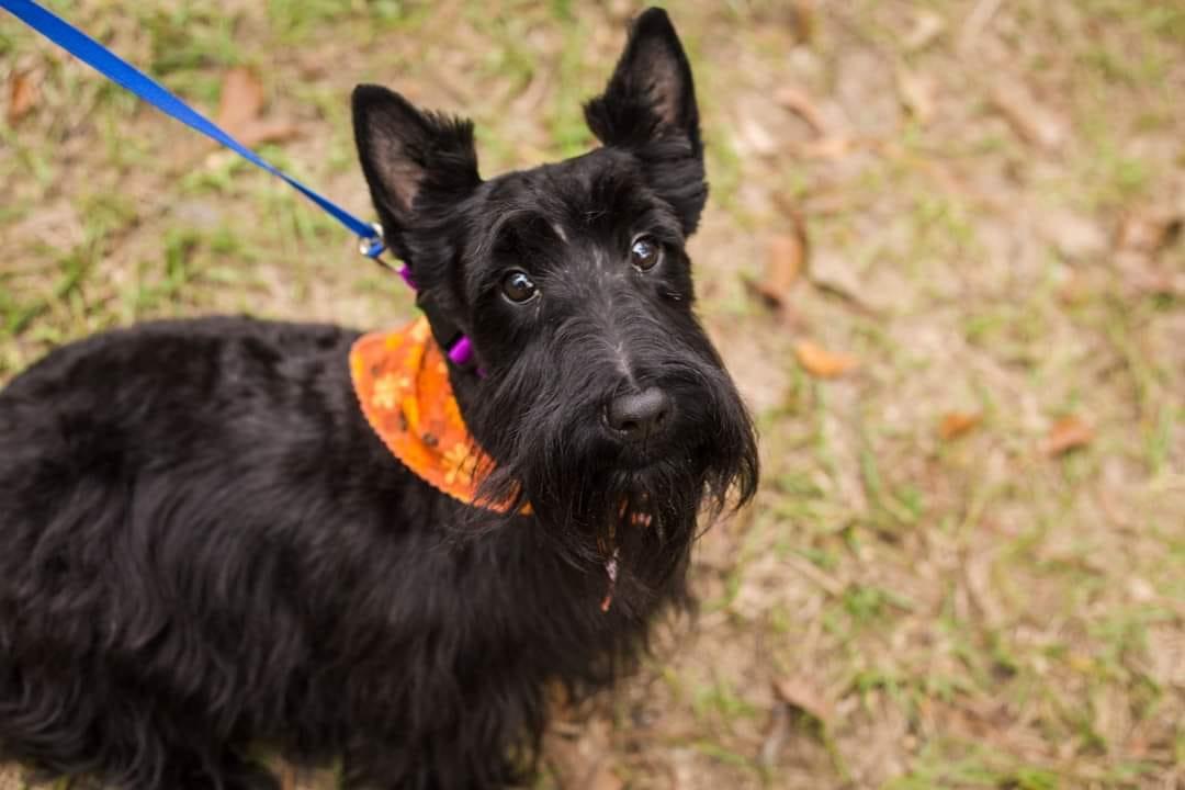 Harbert Ranch Terriers in Alabama | Scottish Terrier puppies | Good Dog