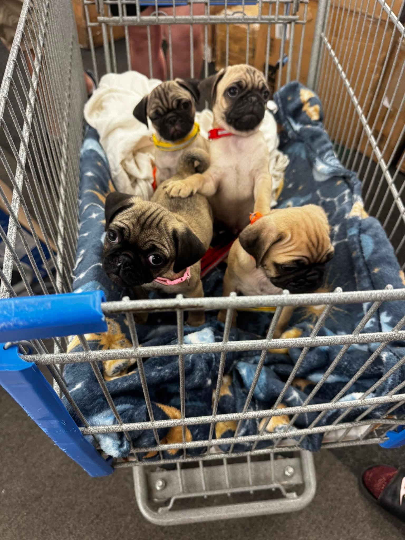 Natalia's Pugs in New York | Pug puppies | Good Dog