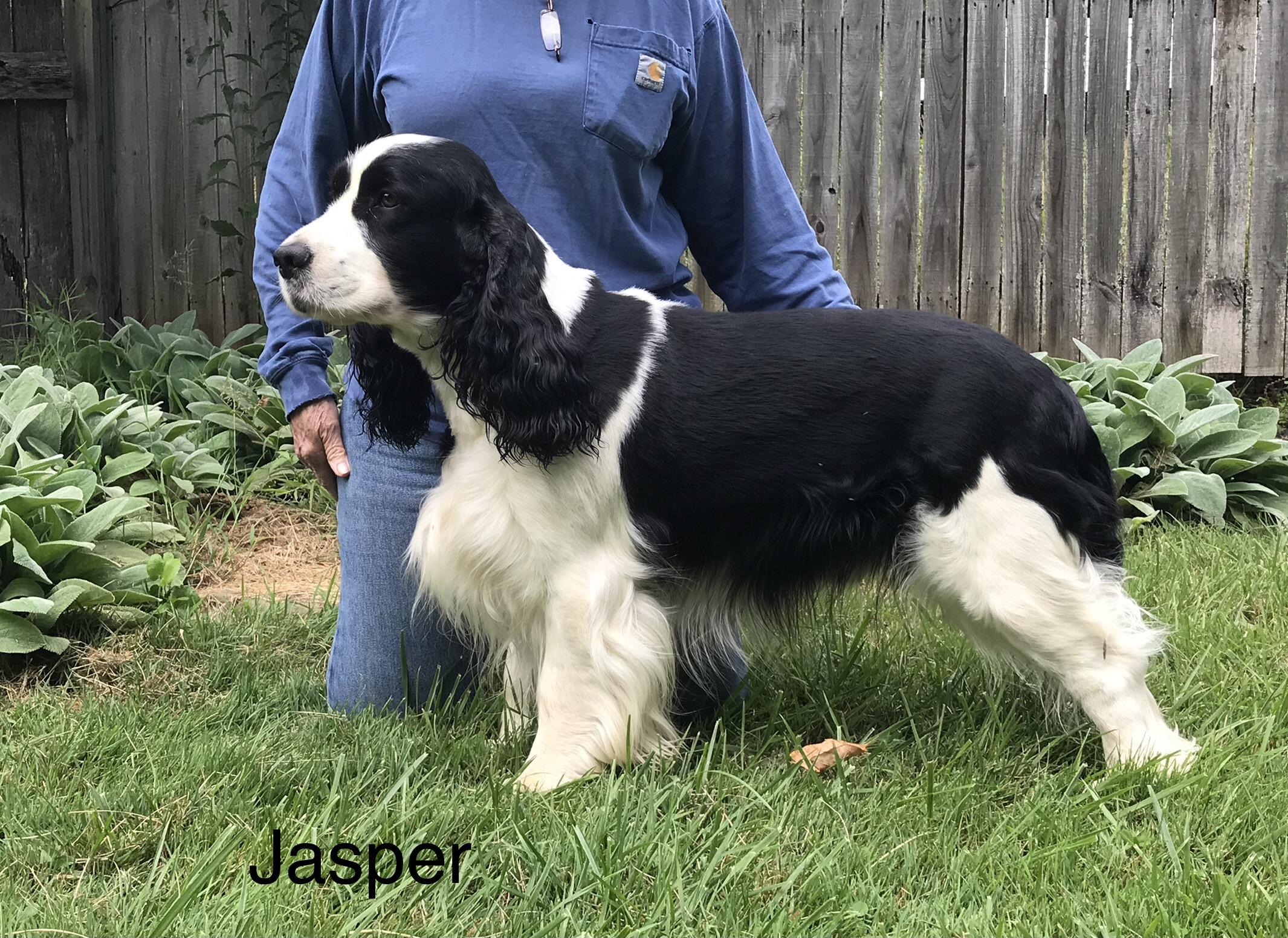 Georgia's Springers in North Carolina | English Springer Spaniel ...