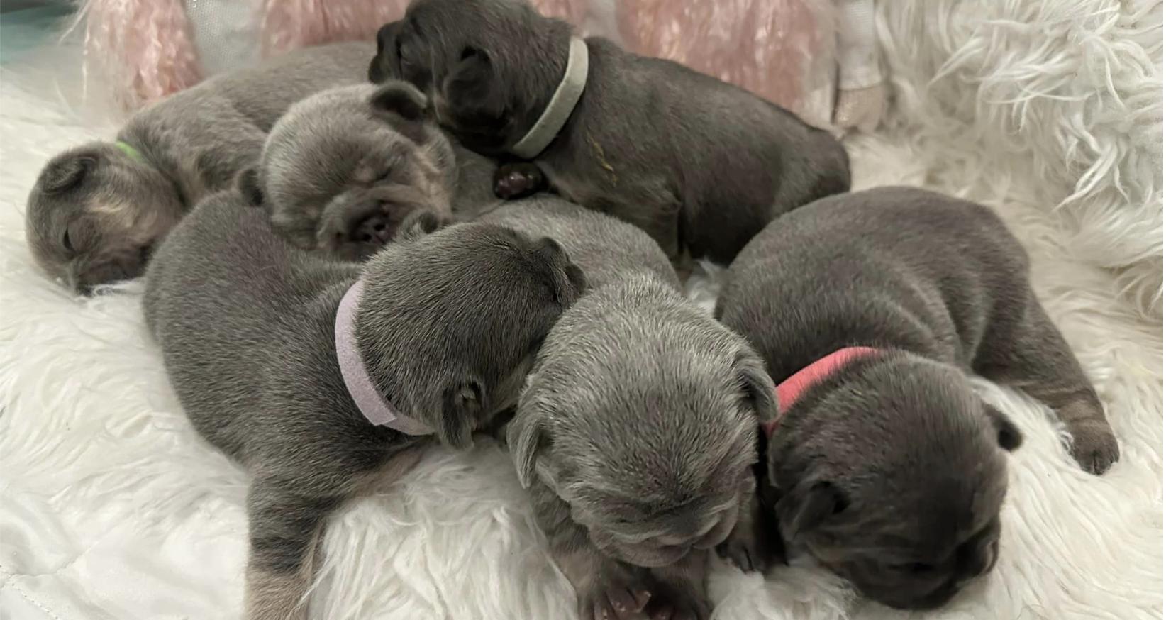 Alicia's French Bulldogs in Minnesota | French Bulldog puppies | Good Dog