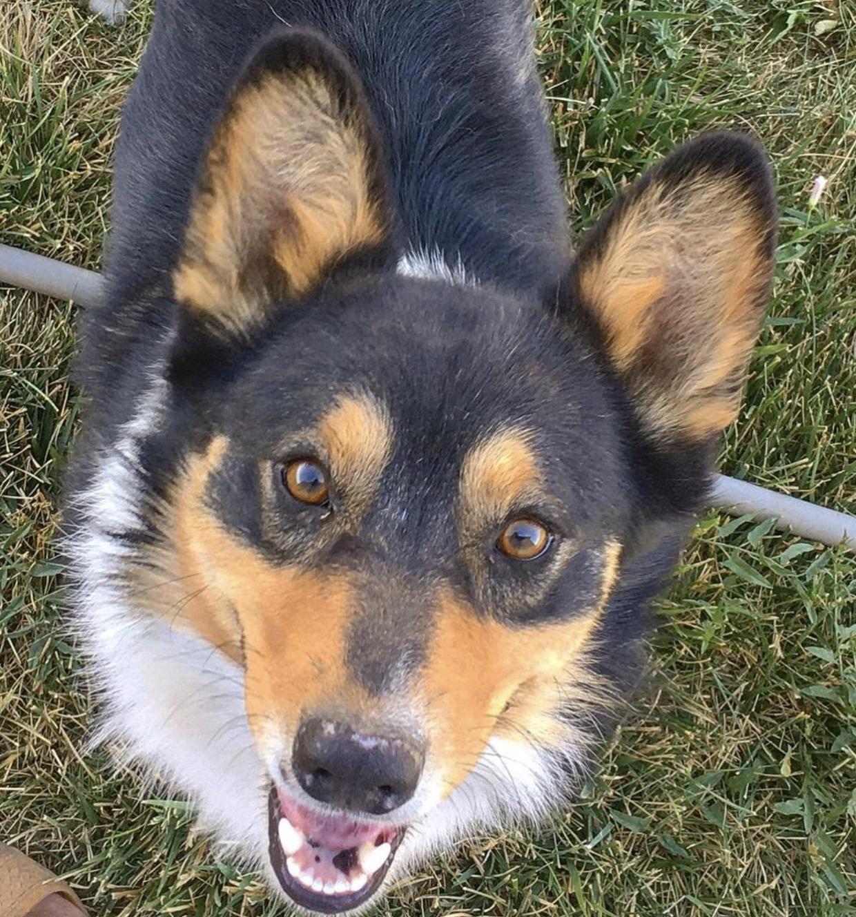 Summers Corgis in Utah | Pembroke Welsh Corgi puppies | Good Dog