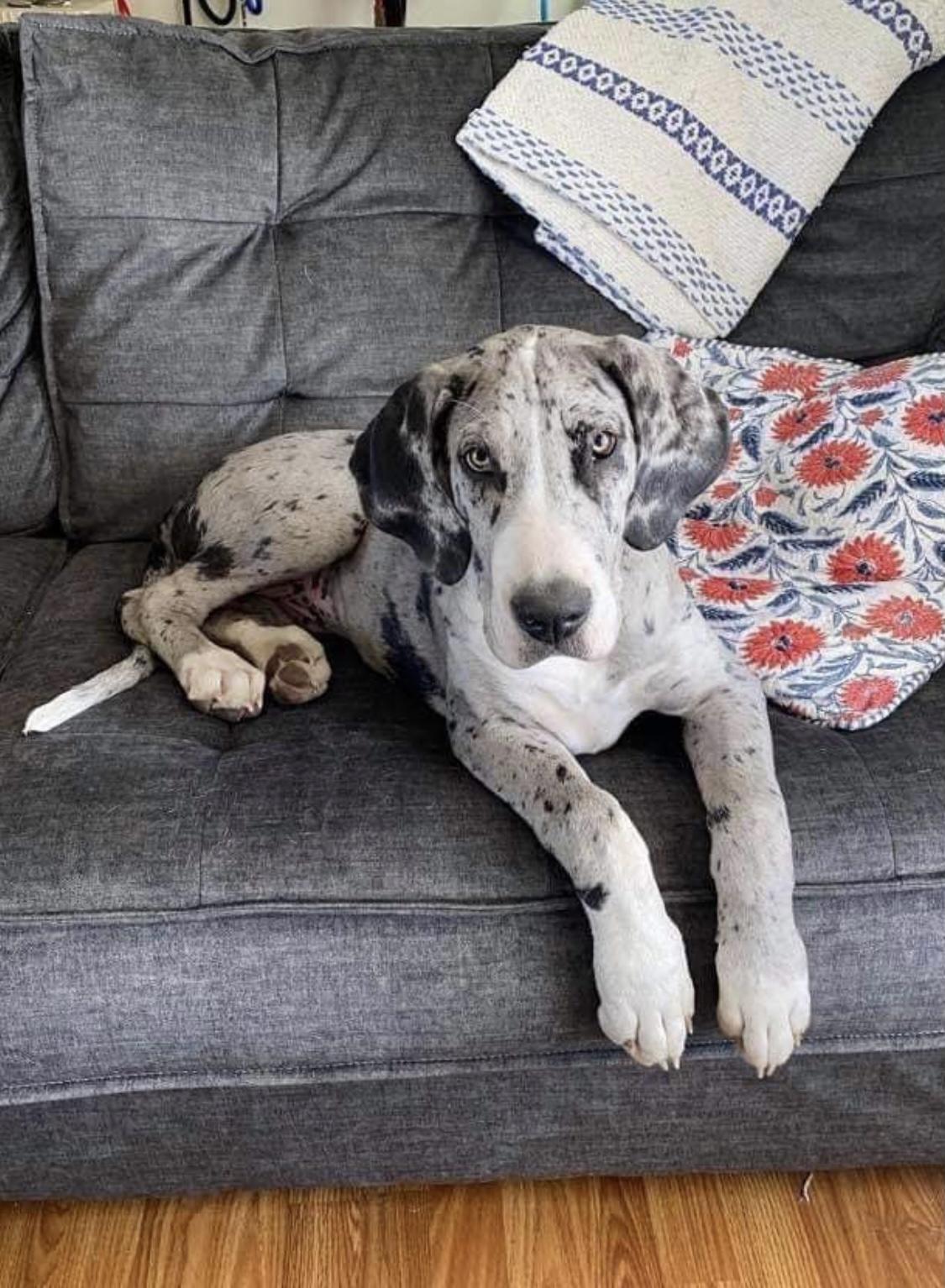 DuBord Great Danes in Michigan | Great Dane puppies | Good Dog