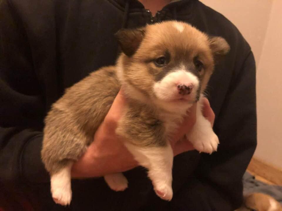 L’s Back Run Corgi’s in Kentucky | Pembroke Welsh Corgi puppies | Good Dog