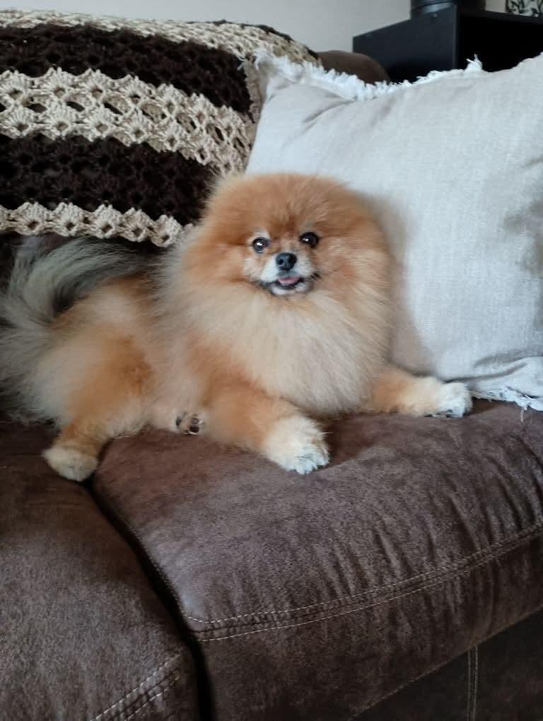Triple P Babies/Pampered Pom Pom babies in Georgia | Pomeranian puppies ...