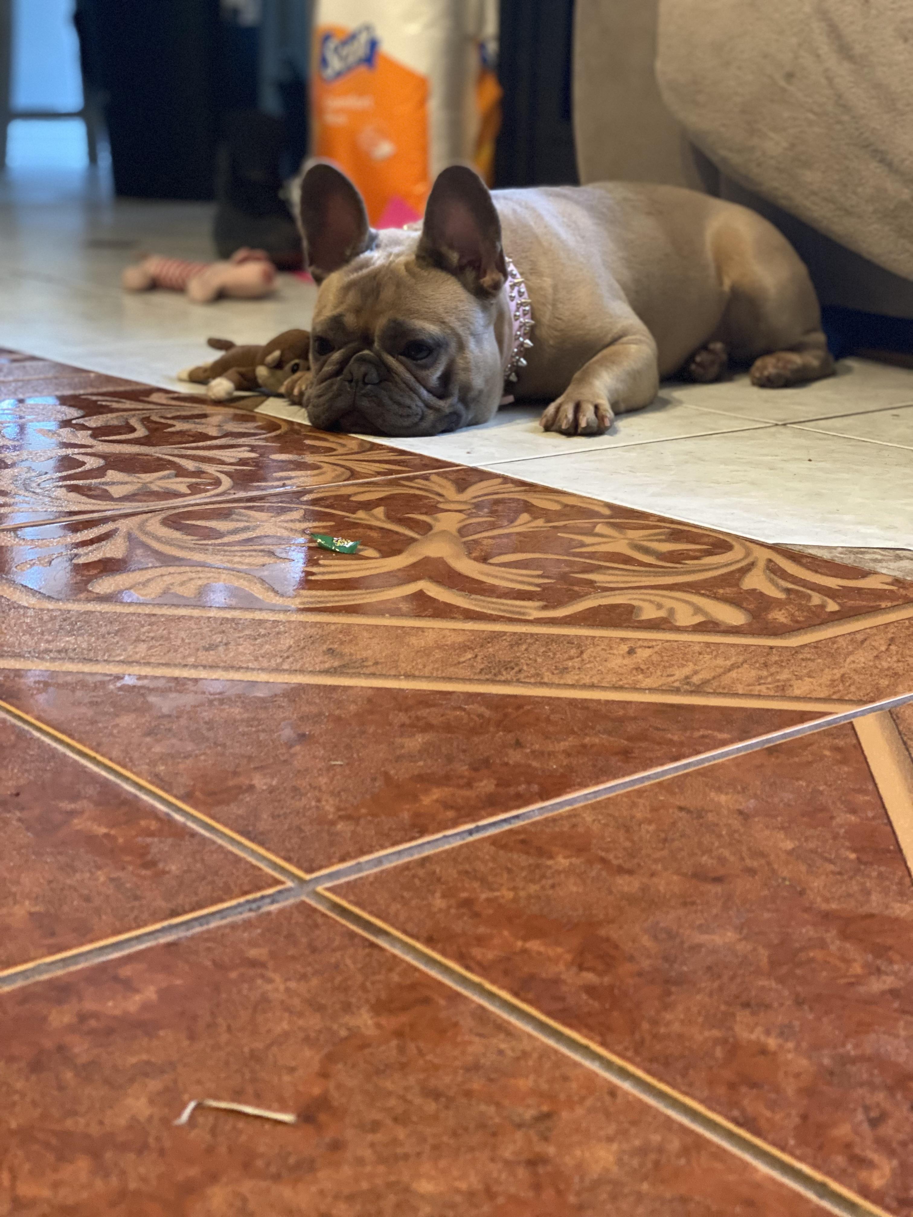 Tip Top Bully House in Texas | French Bulldog puppies | Good Dog