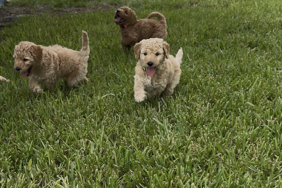 Sunshine Doodles in Florida | Goldendoodle puppies | Good Dog