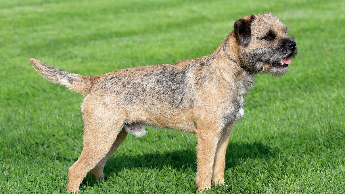 25 cute Purebred Border Terrier puppies for sale | Good Dog