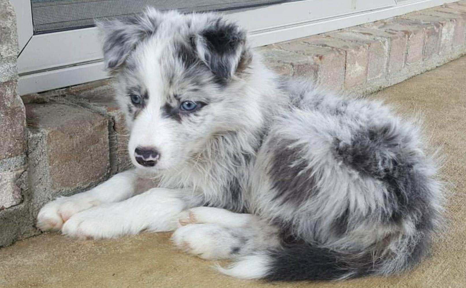 Above & Beyond Border Collies in Nevada | Border Collie puppies | Good Dog