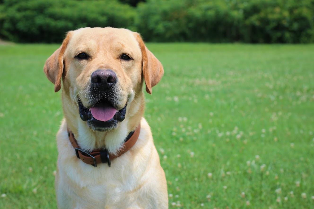 Whiskey Mountain Labradors in Tennessee | Labrador Retriever puppies ...