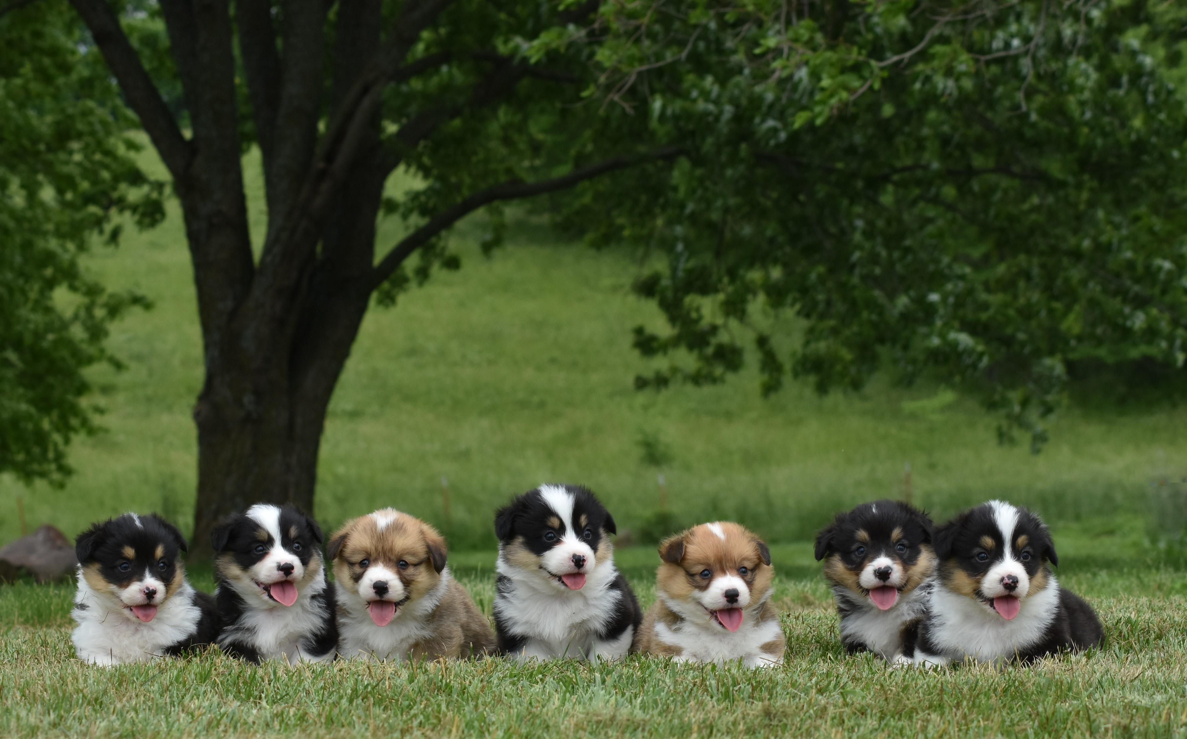 Willow Creek Corgis in Missouri | Pembroke Welsh Corgi puppies | Good Dog