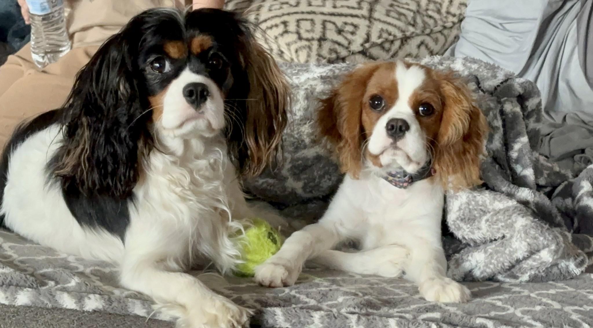 Beautiful Cavaliers in Washington | Cavalier King Charles Spaniel ...